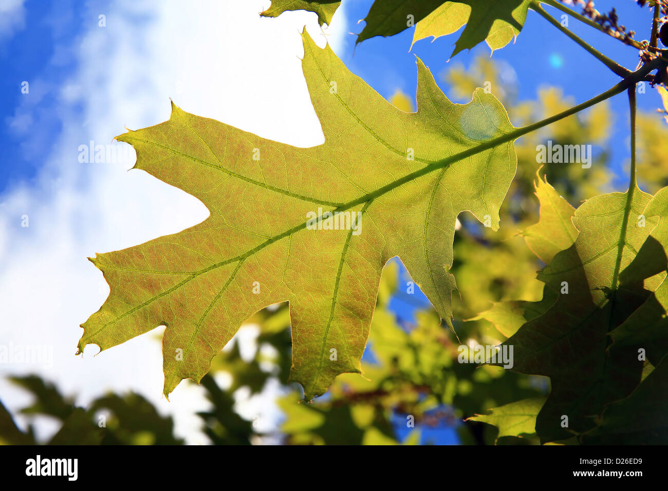 Oak tree eichenblatt -Fotos und -Bildmaterial in hoher Auflösung – Alamy