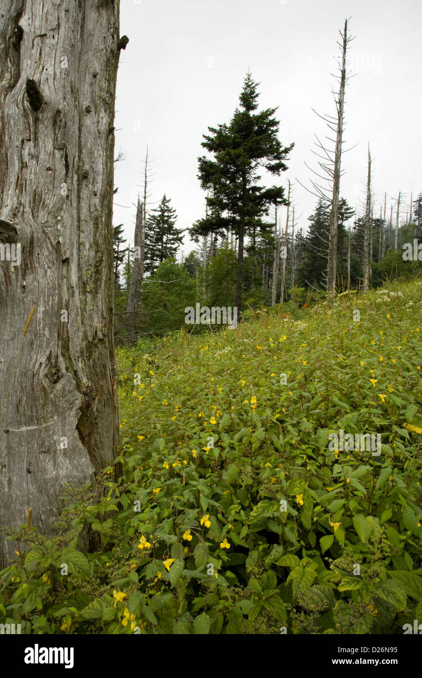 Tote tannen -Fotos und -Bildmaterial in hoher Auflösung – Alamy