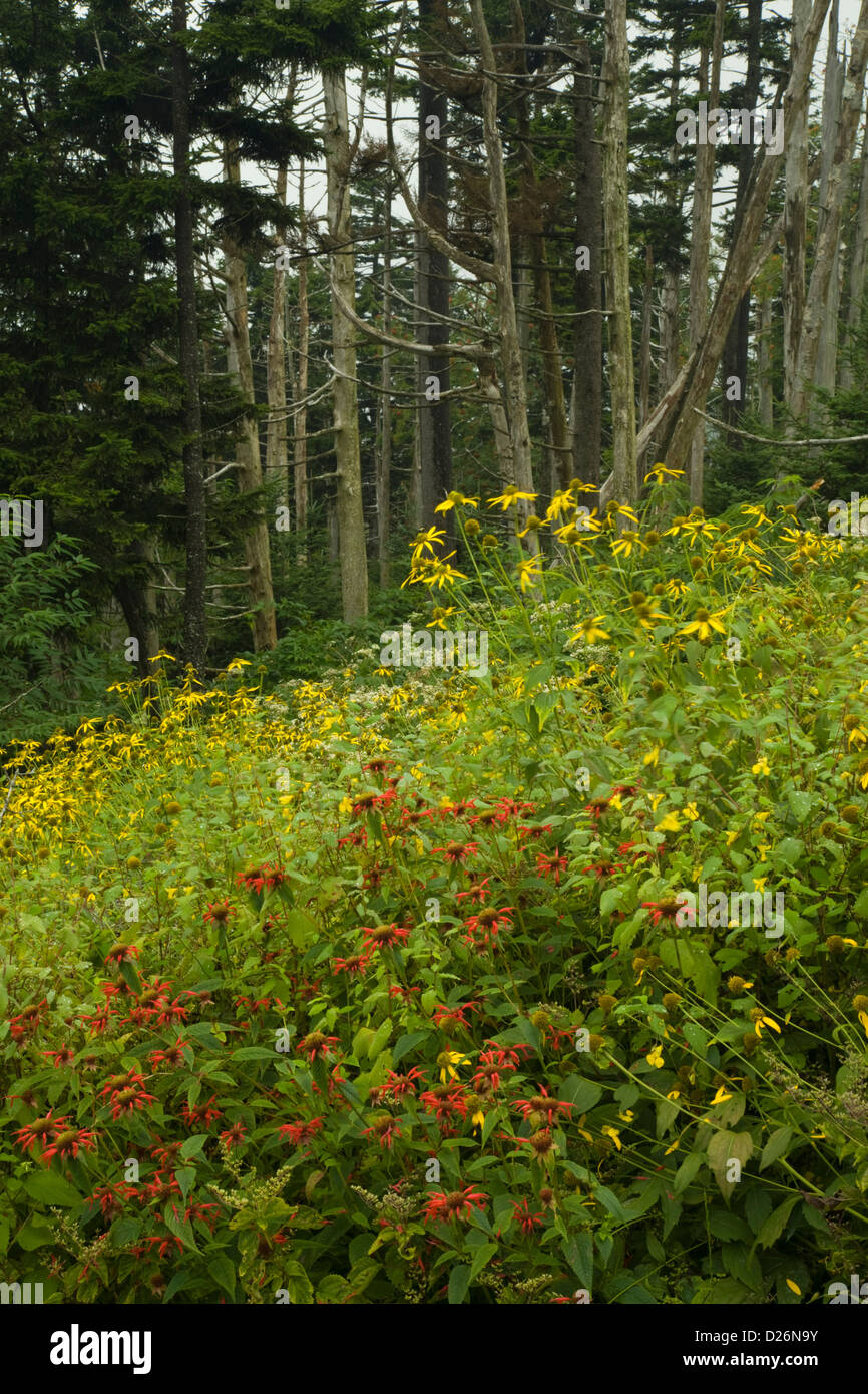 Tote tannen -Fotos und -Bildmaterial in hoher Auflösung – Alamy