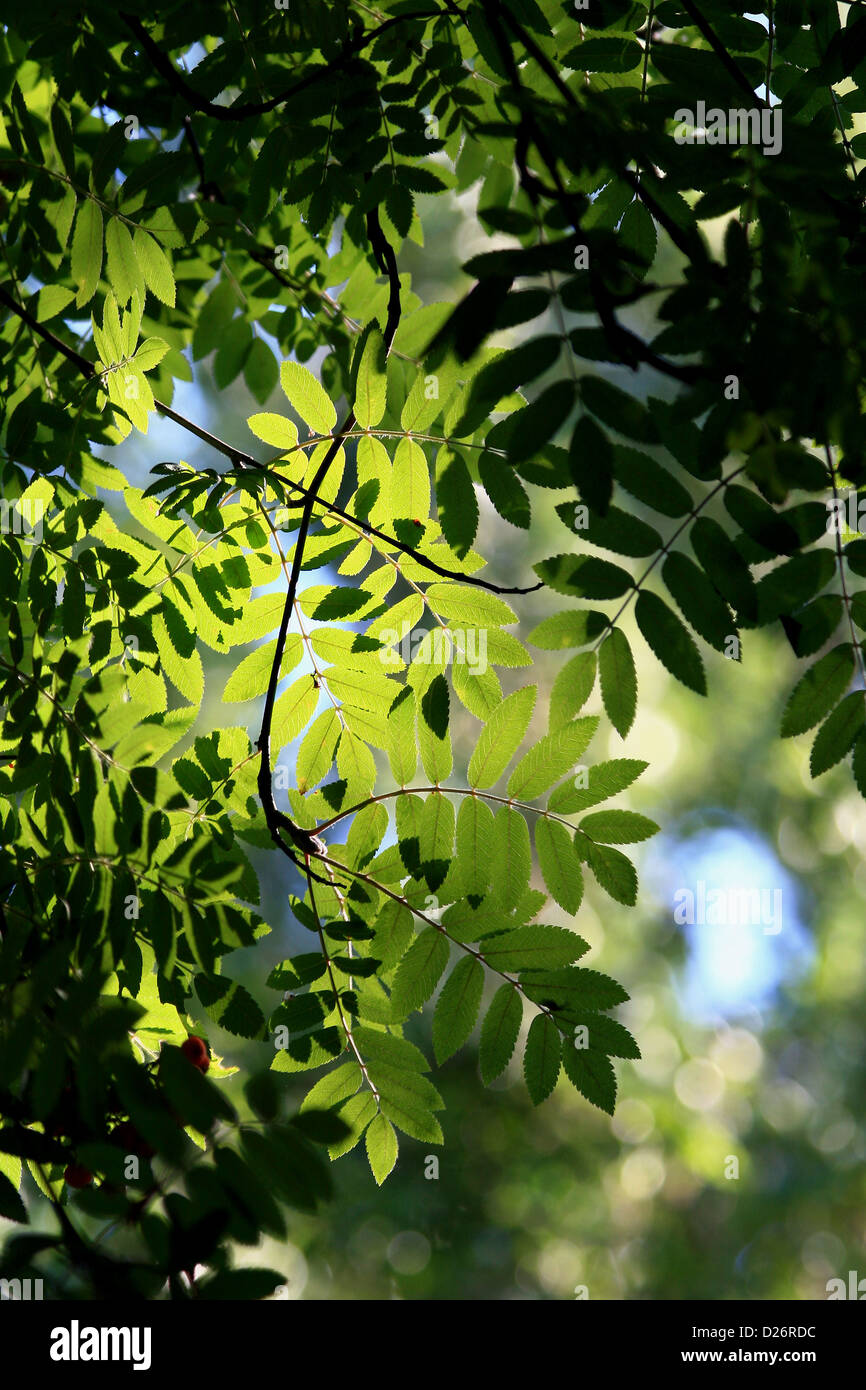 Esche blätter -Fotos und -Bildmaterial in hoher Auflösung – Alamy