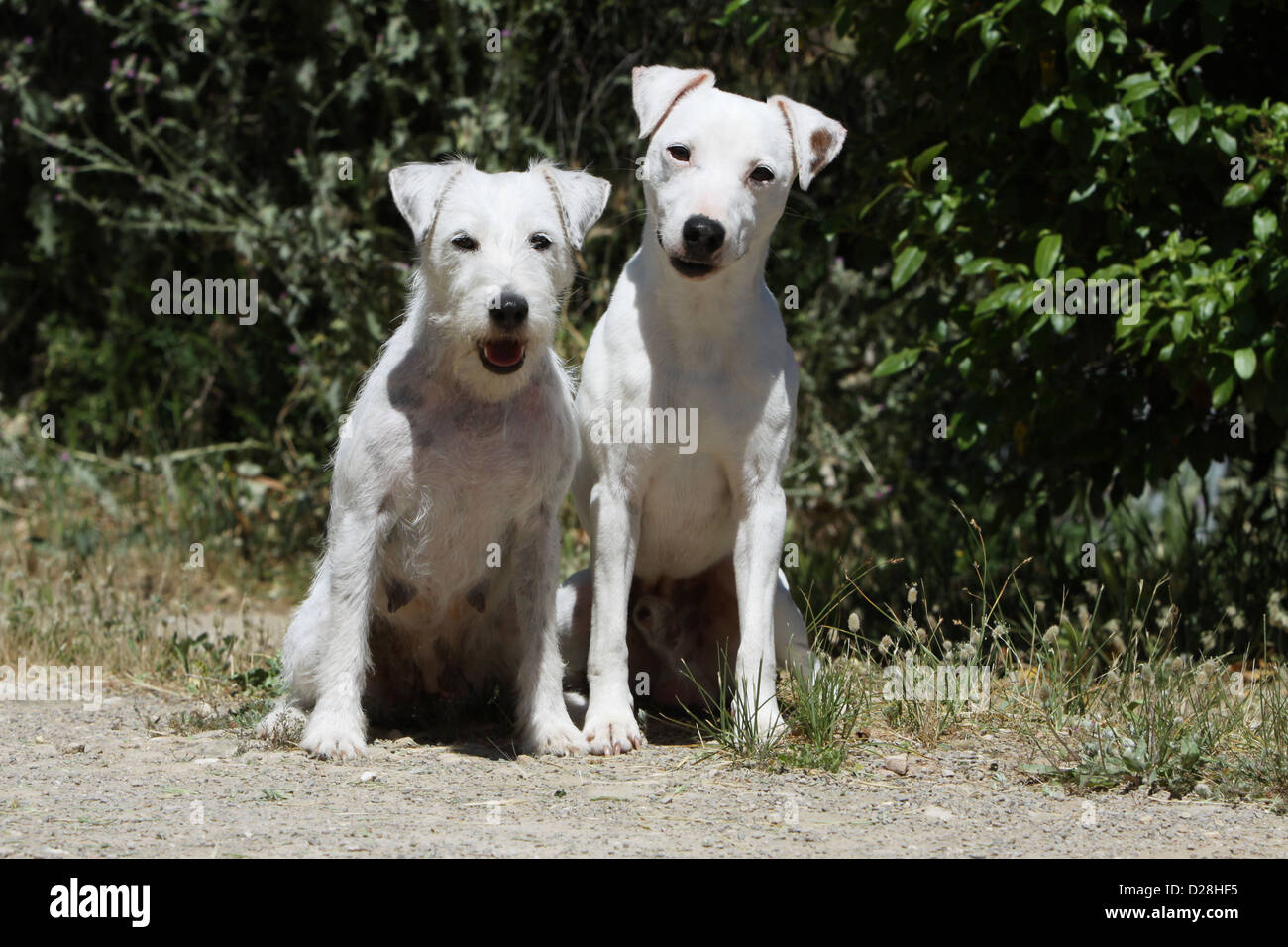Parson russell terrier -Fotos und -Bildmaterial in hoher Auflösung – Alamy