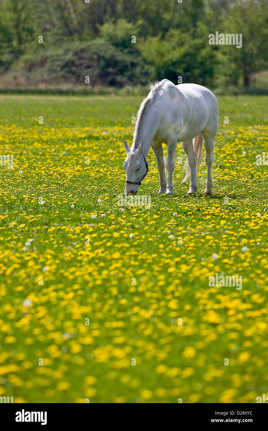 Ein pferd besteigen -Fotos und -Bildmaterial in hoher Auflösung – Alamy