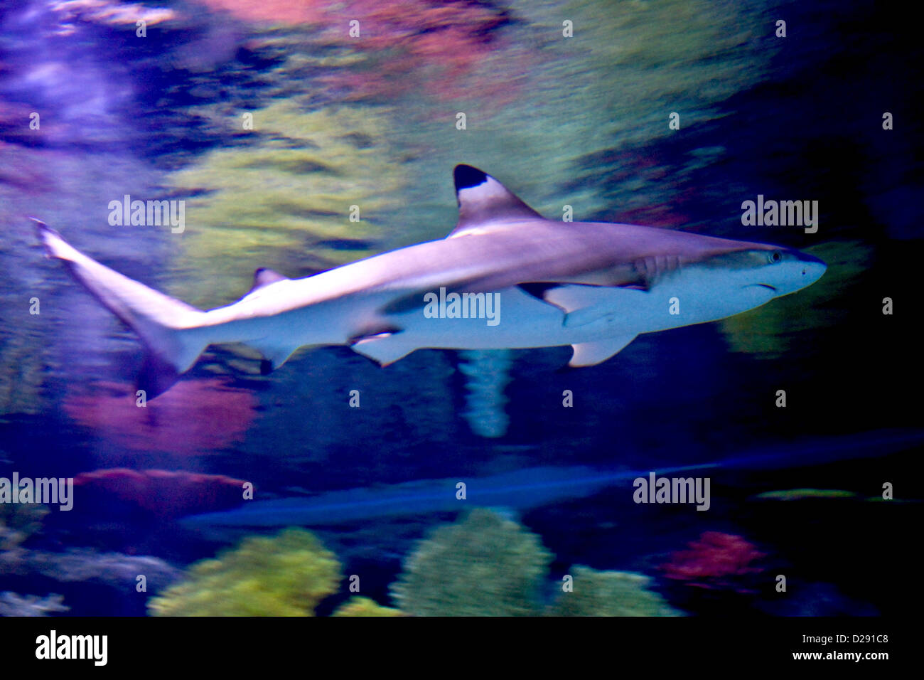 Riff schwarzspitzenhai -Fotos und -Bildmaterial in hoher Auflösung – Alamy