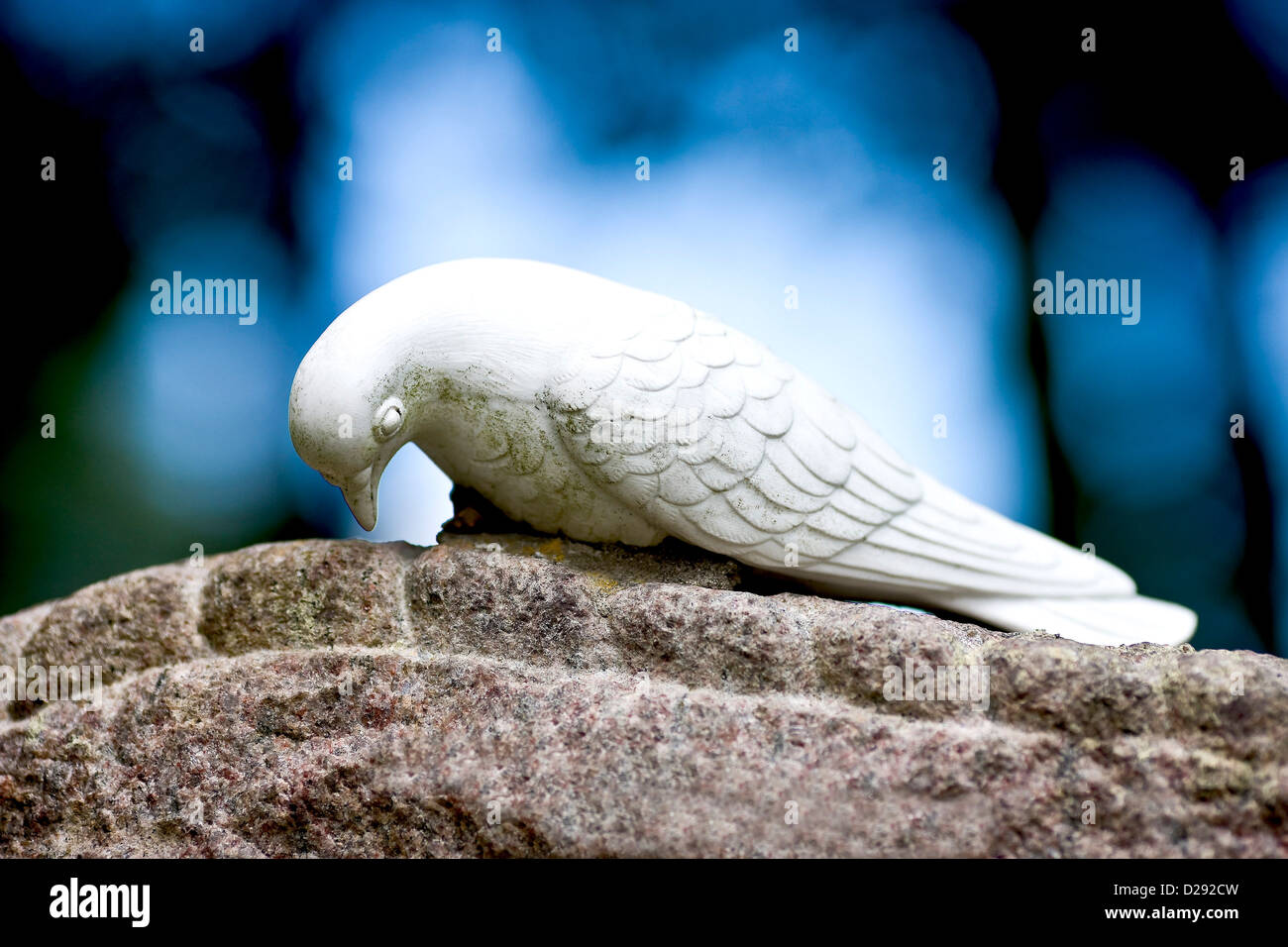 Taube weiß -Fotos und -Bildmaterial in hoher Auflösung – Alamy