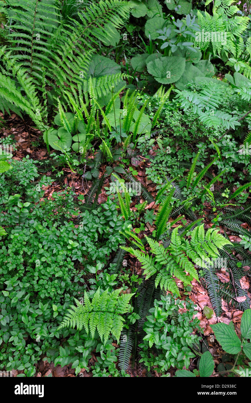 Vegetation und unterholz -Fotos und -Bildmaterial in hoher Auflösung ...