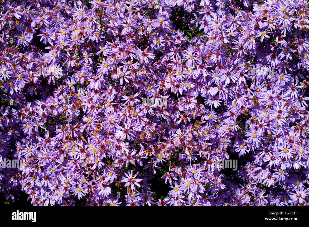 Astern sorten -Fotos und -Bildmaterial in hoher Auflösung – Alamy