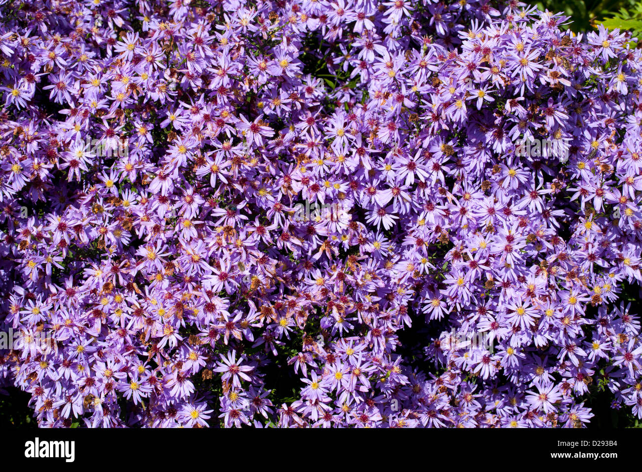 Astern sorten -Fotos und -Bildmaterial in hoher Auflösung – Alamy