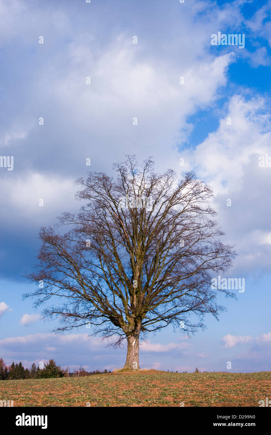Baum 1 -Fotos und -Bildmaterial in hoher Auflösung – Alamy