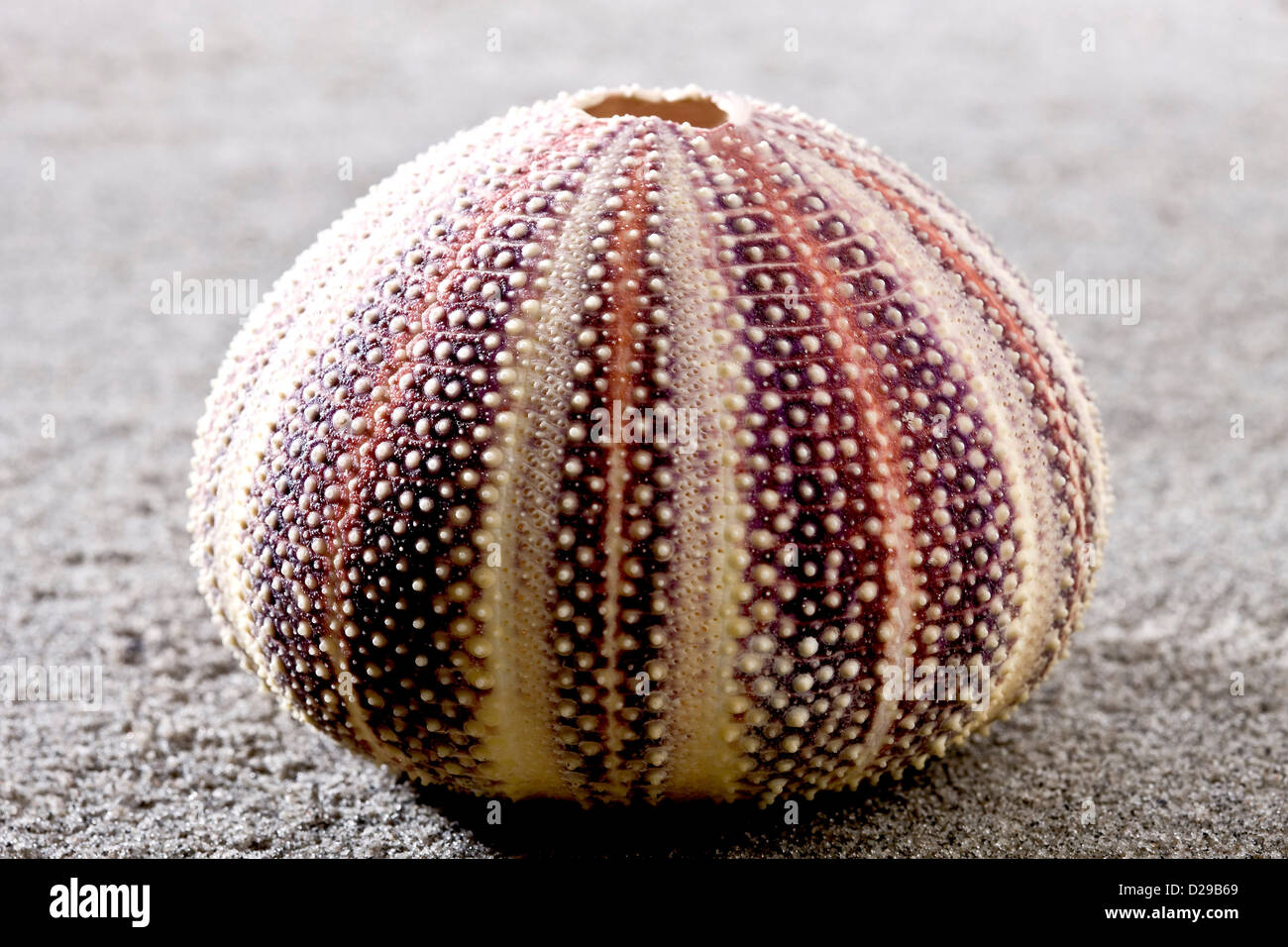 Seeigel Schale Stockfotos und -bilder Kaufen - Alamy