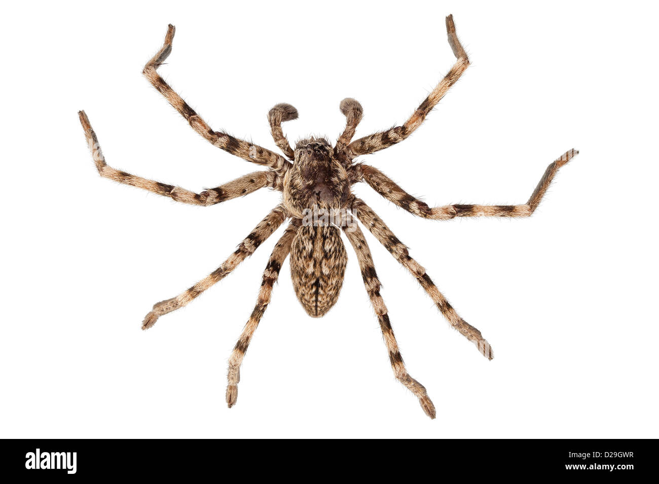 Wolf spider -Fotos und -Bildmaterial in hoher Auflösung – Alamy