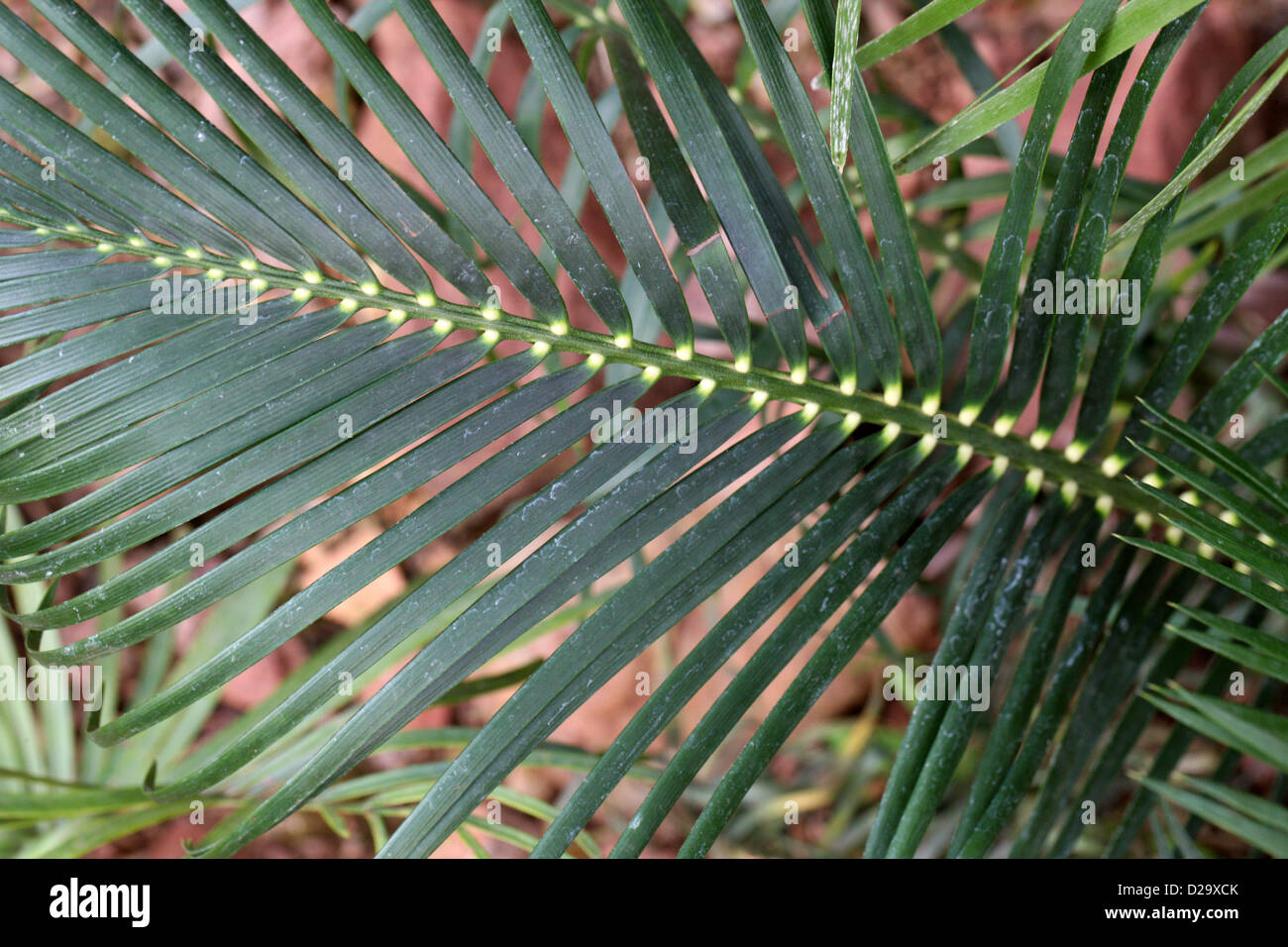 Australische cycad macrozamia communis -Fotos und -Bildmaterial in ...