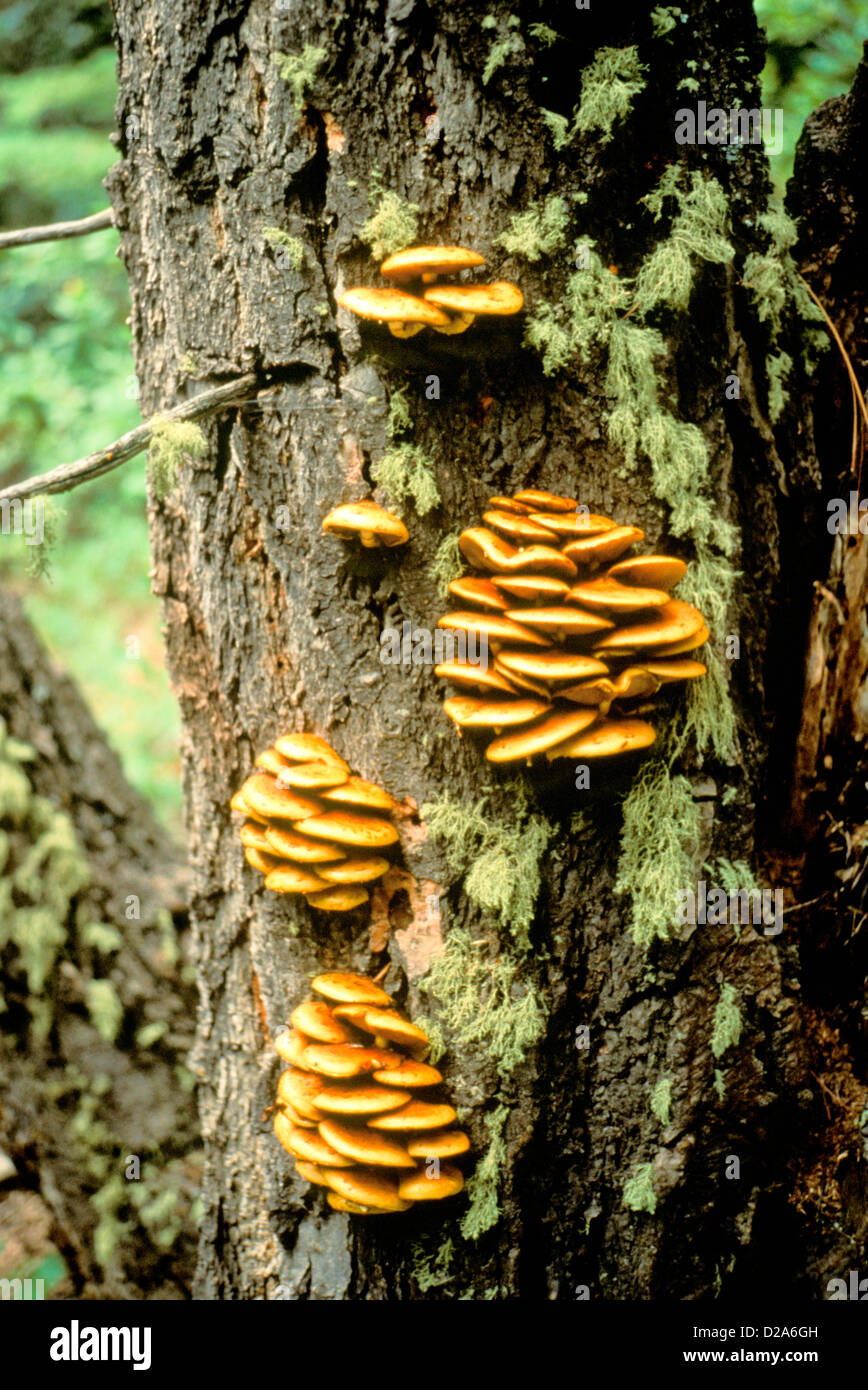 Pilze Zuchten Baumstamm