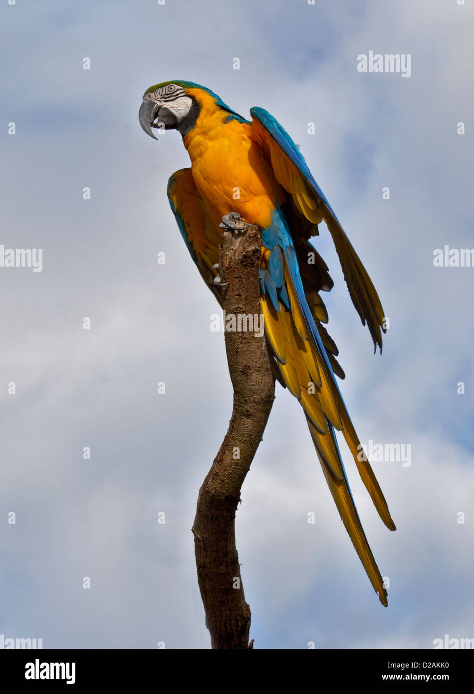 Blau und gelb ara -Fotos und -Bildmaterial in hoher Auflösung – Alamy