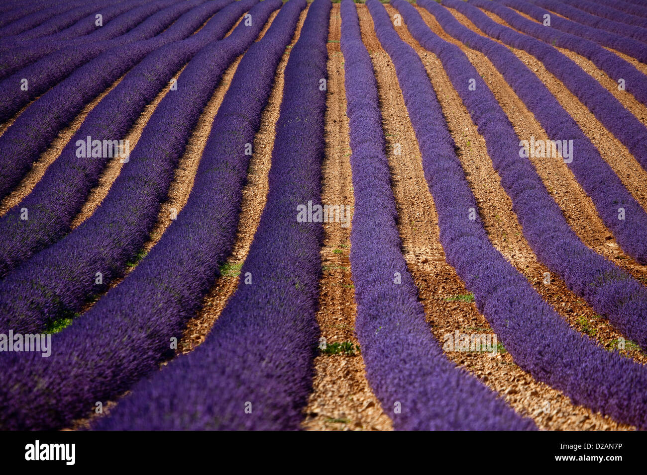 Reihe Reihen Von Blumen Stockfotos und -bilder Kaufen - Alamy