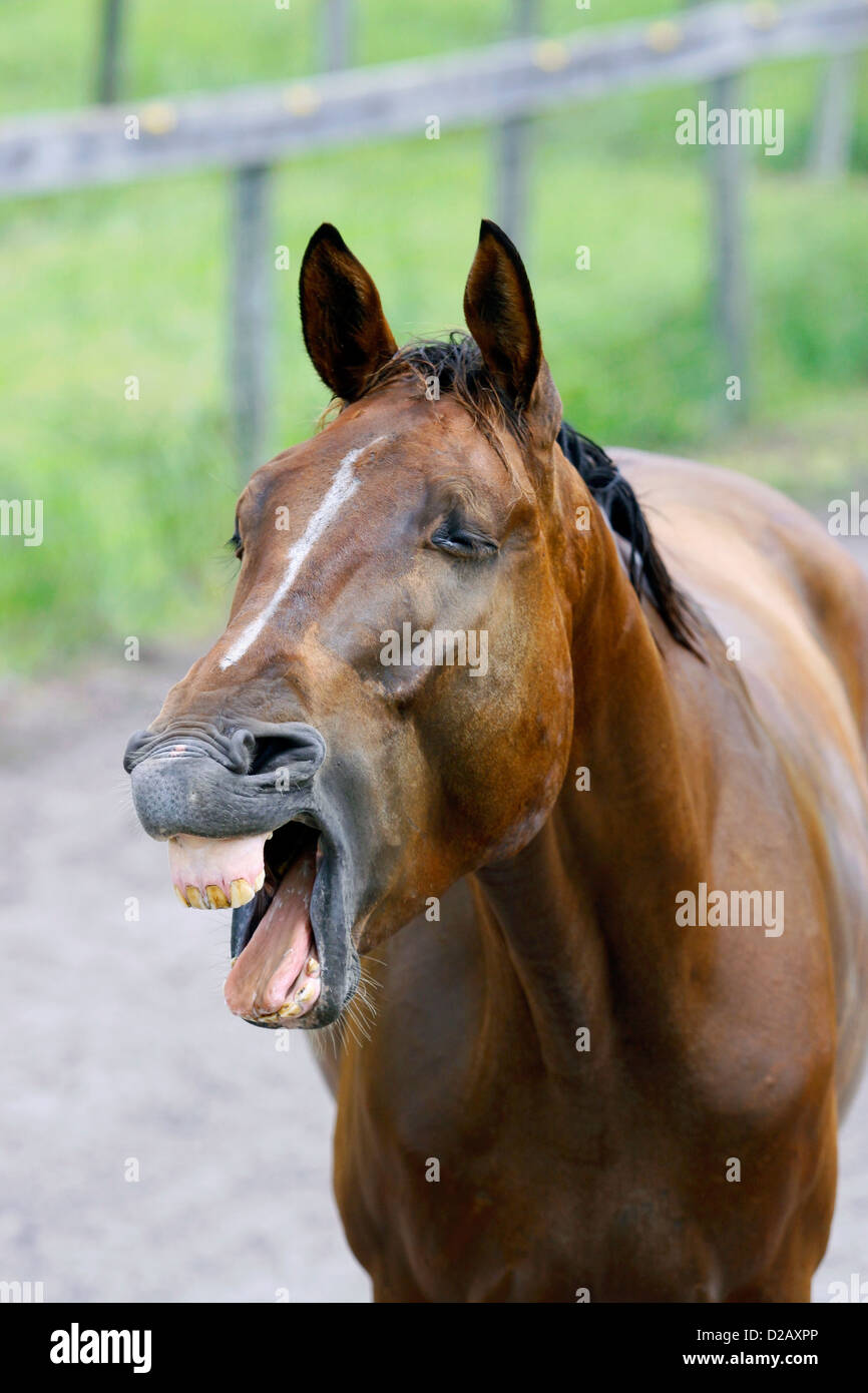 Verschwitztes pferd -Fotos und -Bildmaterial in hoher Auflösung – Alamy