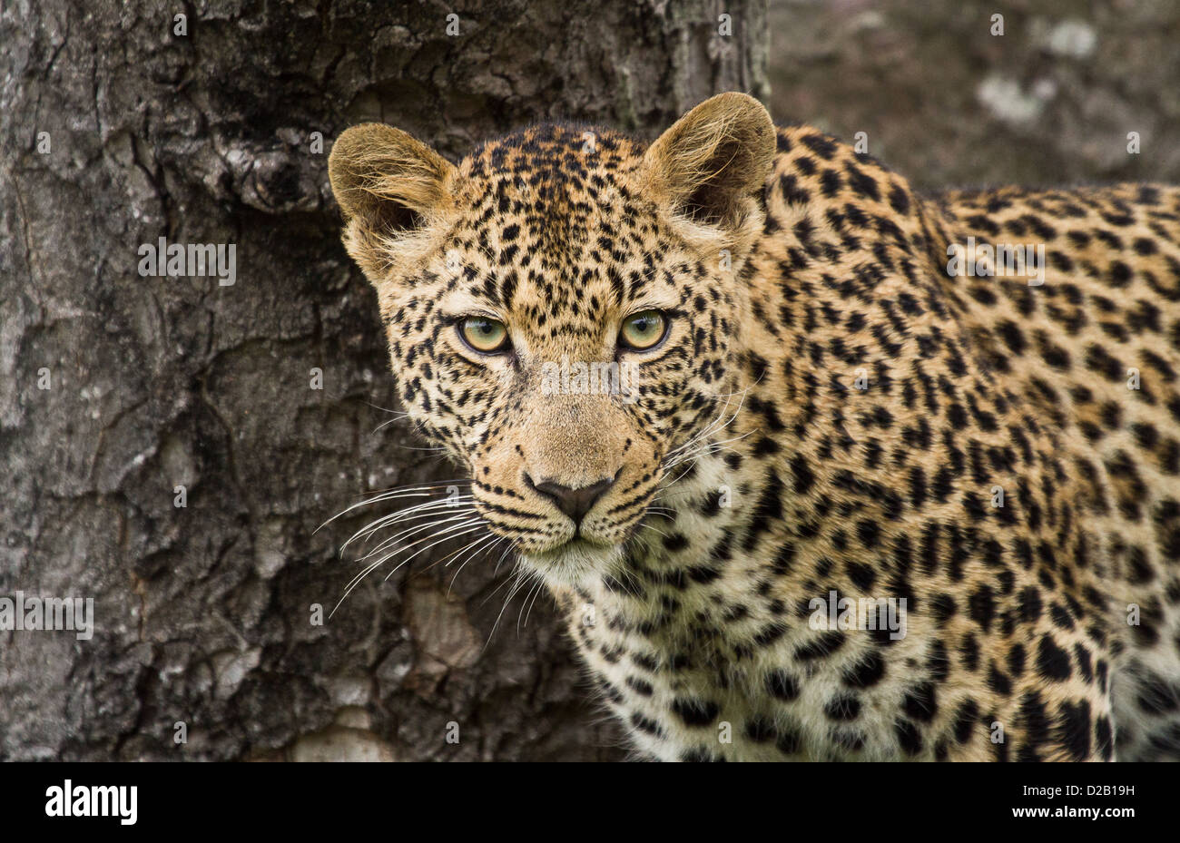 Leopard Stare Stockfotos & Leopard Stare Bilder - Alamy