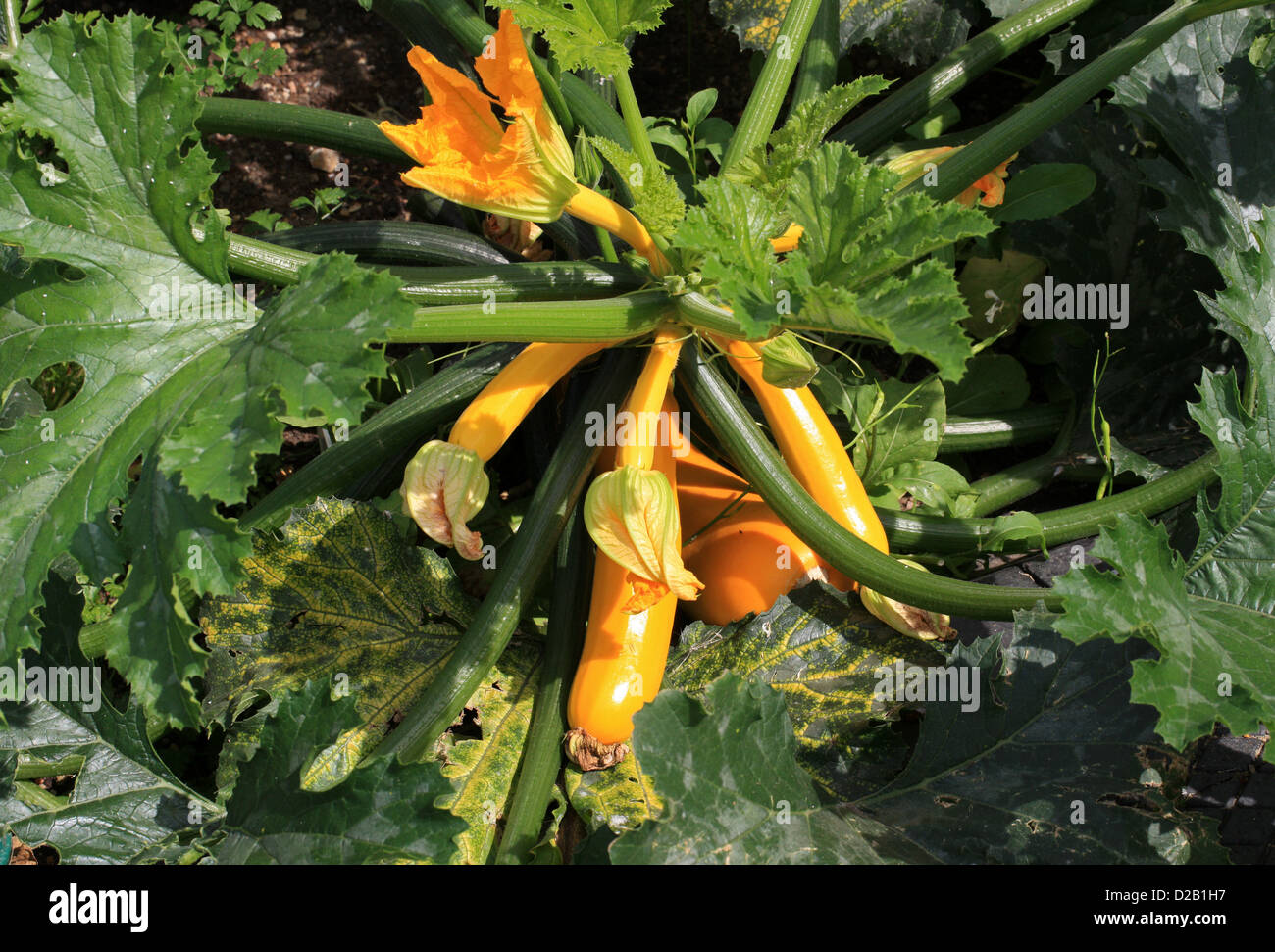 Kurbis Oder Zucchini Pflanze
