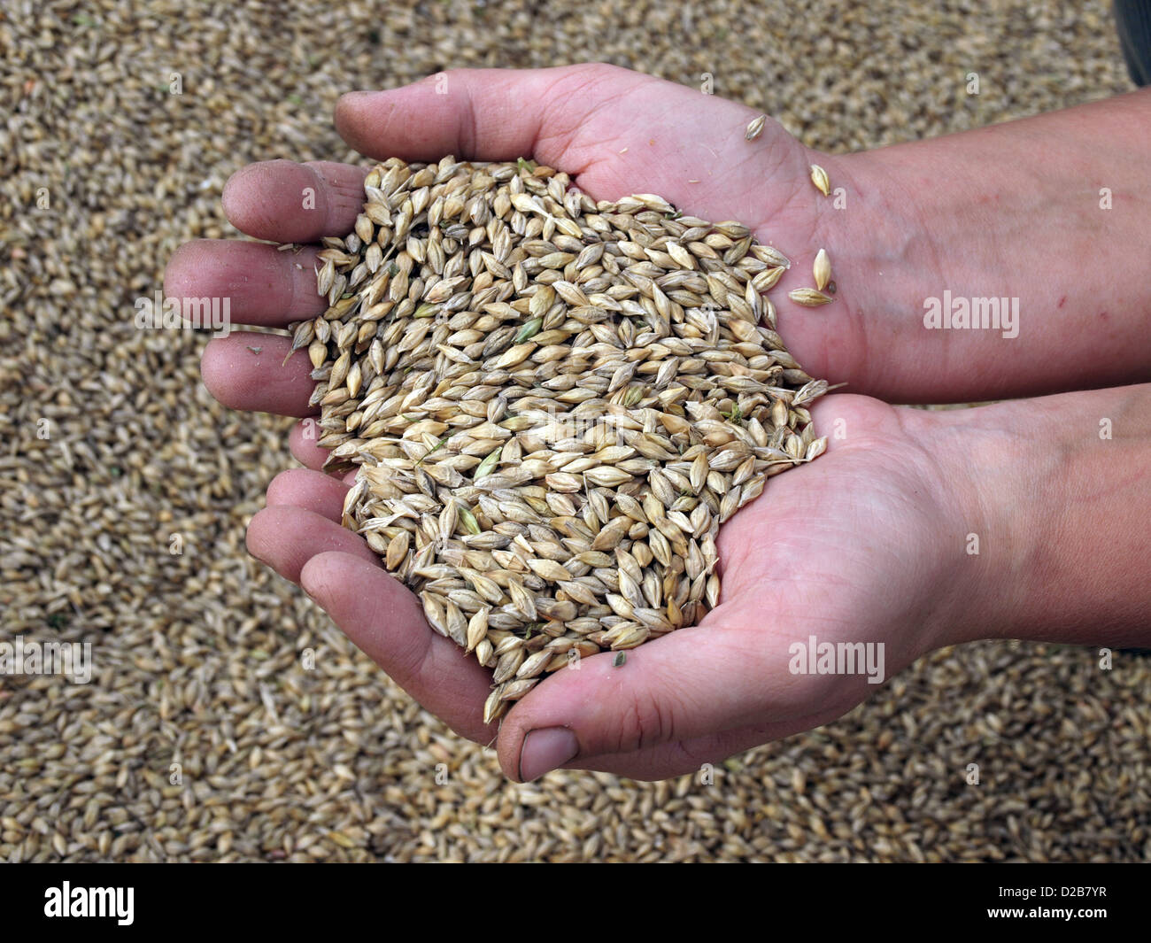 Neue gerste -Fotos und -Bildmaterial in hoher Auflösung – Alamy