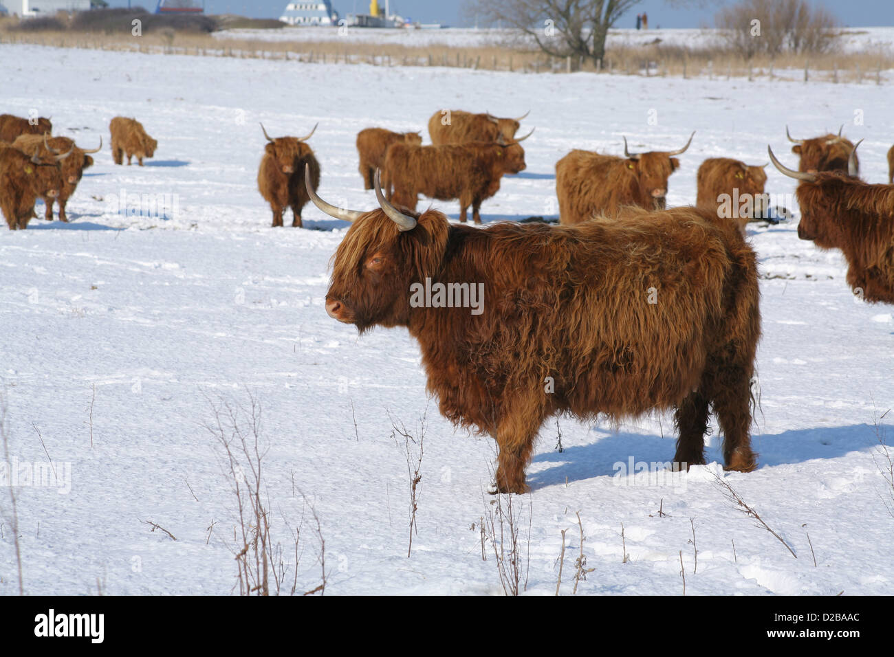 Rinder im schnee -Fotos und -Bildmaterial in hoher Auflösung – Alamy
