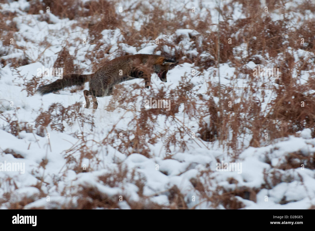 Fuchs springt im schnee -Fotos und -Bildmaterial in hoher Auflösung – Alamy