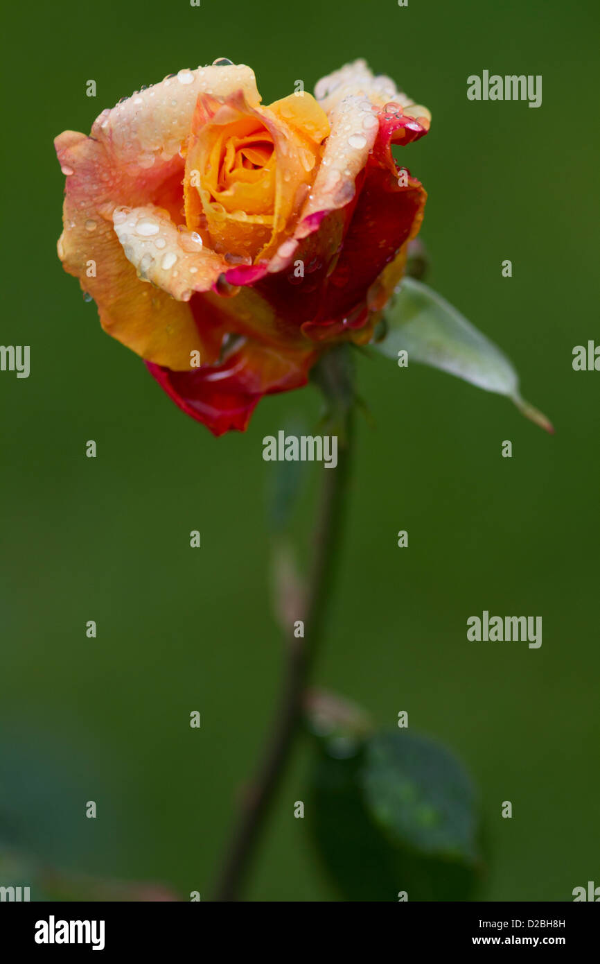 Roter rosenregen -Fotos und -Bildmaterial in hoher Auflösung – Alamy