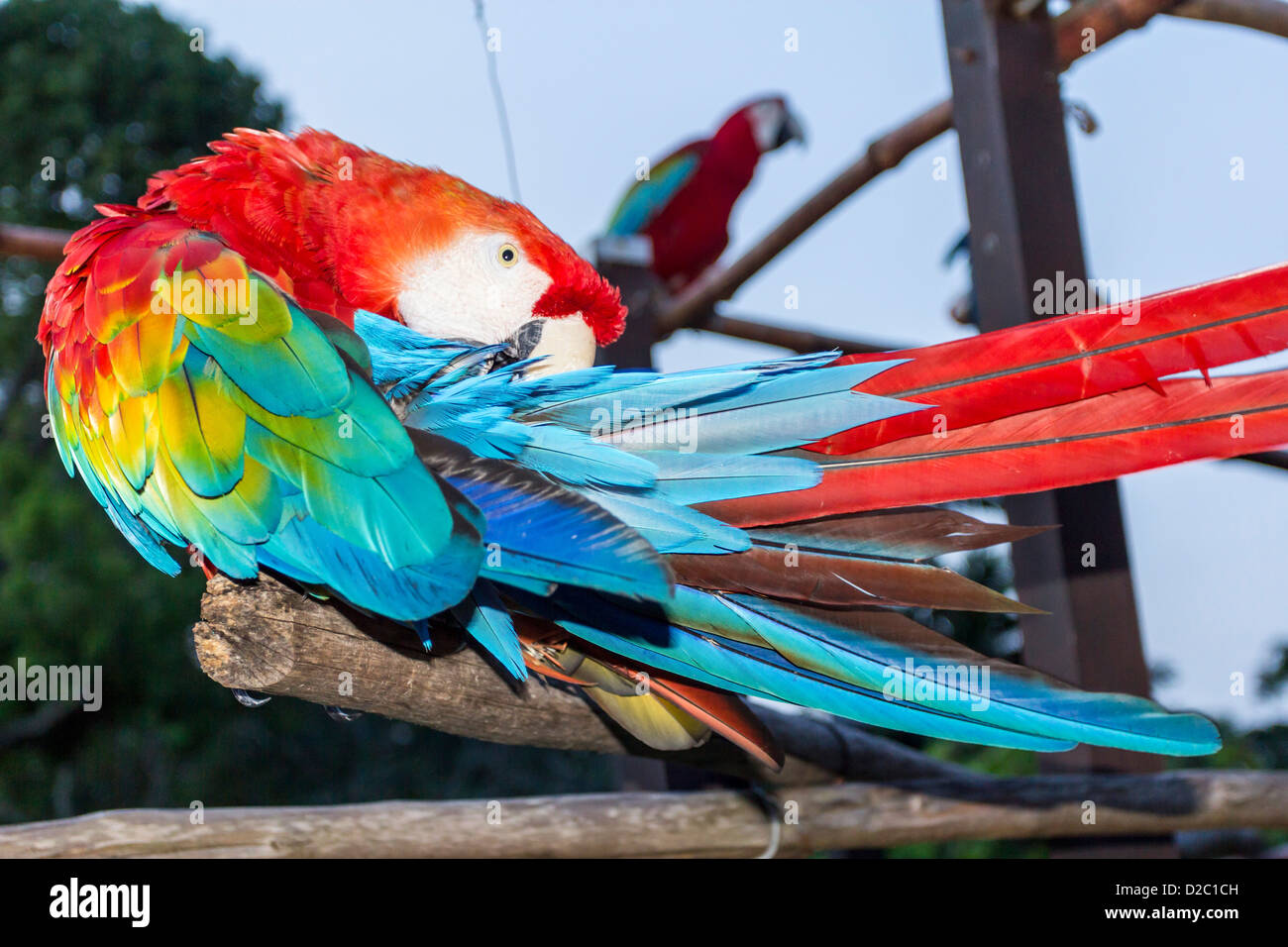 Östliche rosella Stockfotos und -bilder Kaufen - Alamy
