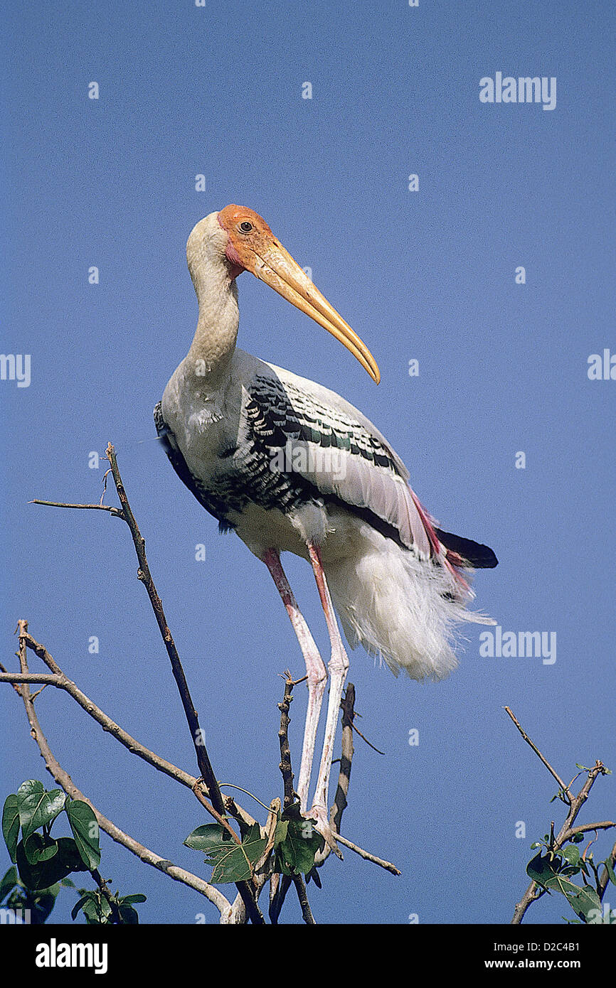 Gemaltes storch mycteria leucocephala kokkare -Fotos und -Bildmaterial ...