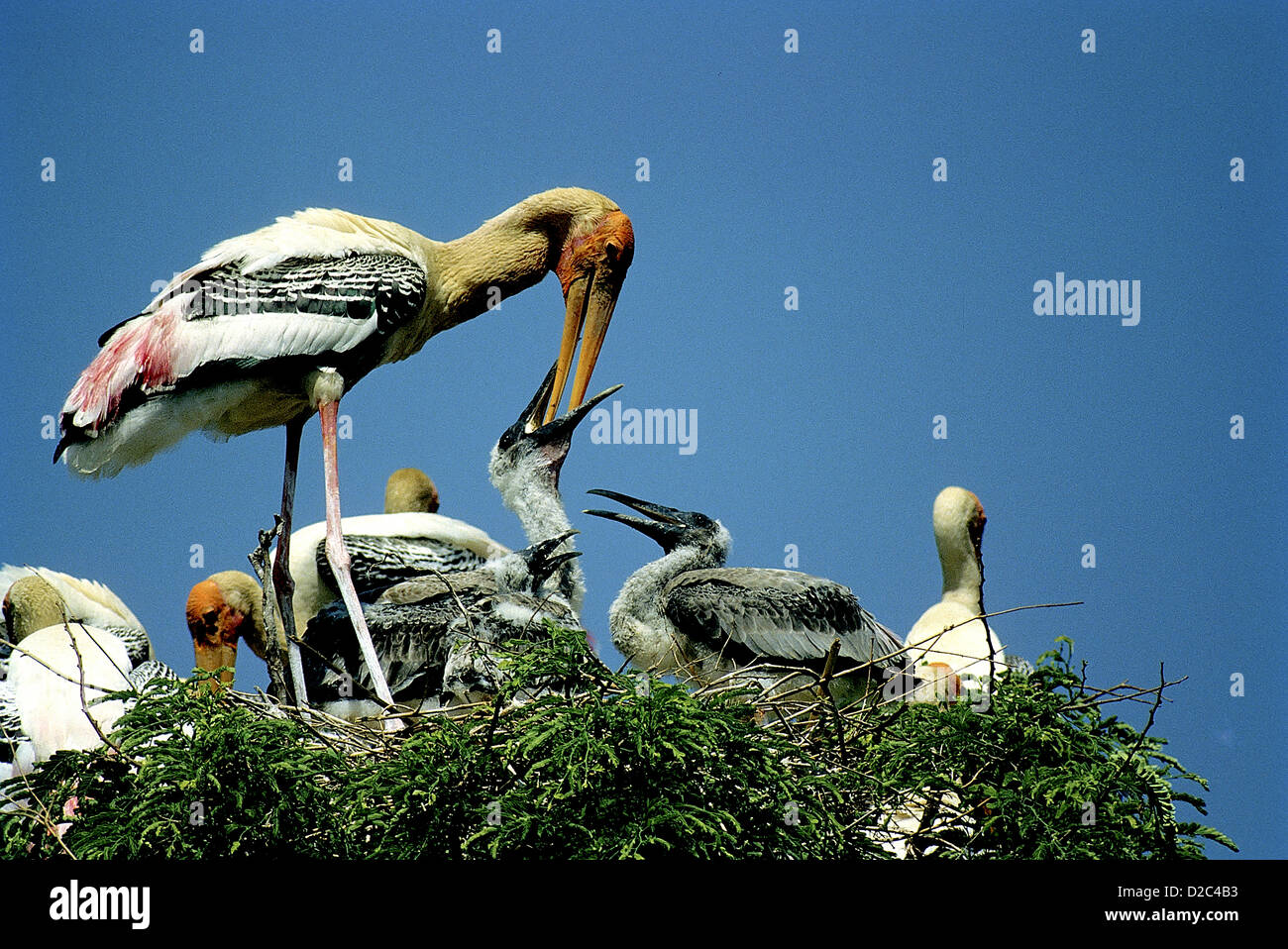 Gemaltes storch mycteria leucocephala kokkare -Fotos und -Bildmaterial ...