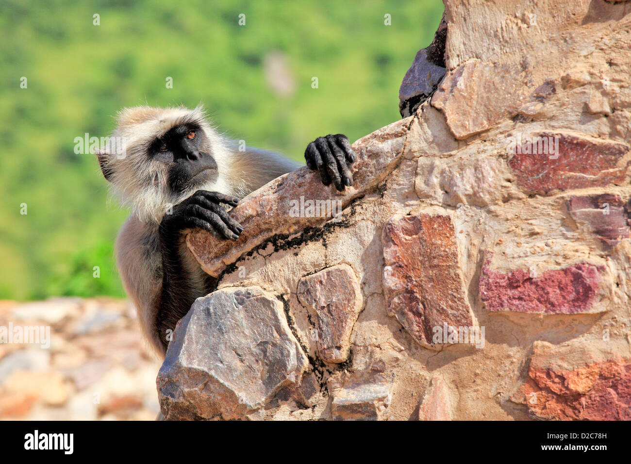 Schwarzer Affe Stockfotos und -bilder Kaufen - Alamy