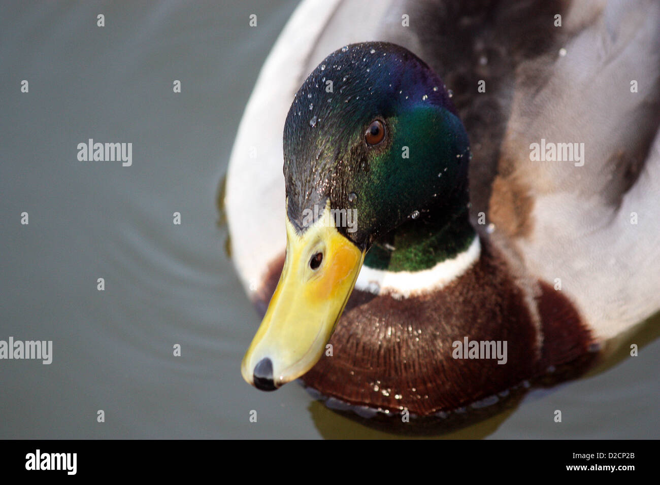 Entenente im wasser schwimmen -Fotos und -Bildmaterial in hoher ...