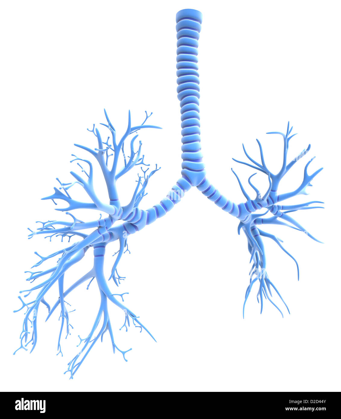 Bronchialbaum Netzwerk der Atemwege dienen beide Lungen verließ ...