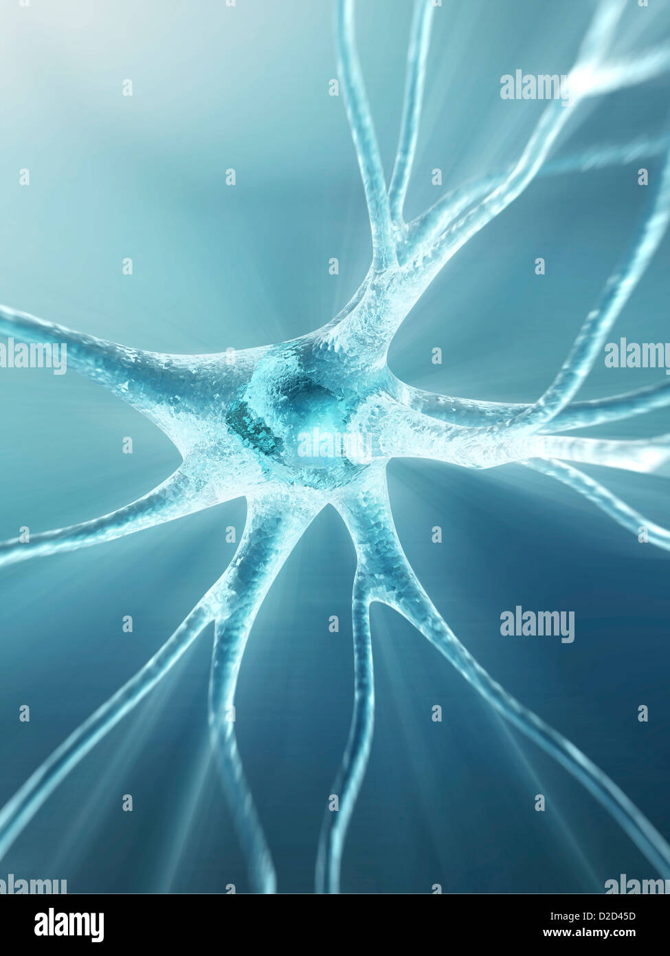 Nervenzelle Neuron Zentralnervensystem ZNS Körperzelle Zentrum ...