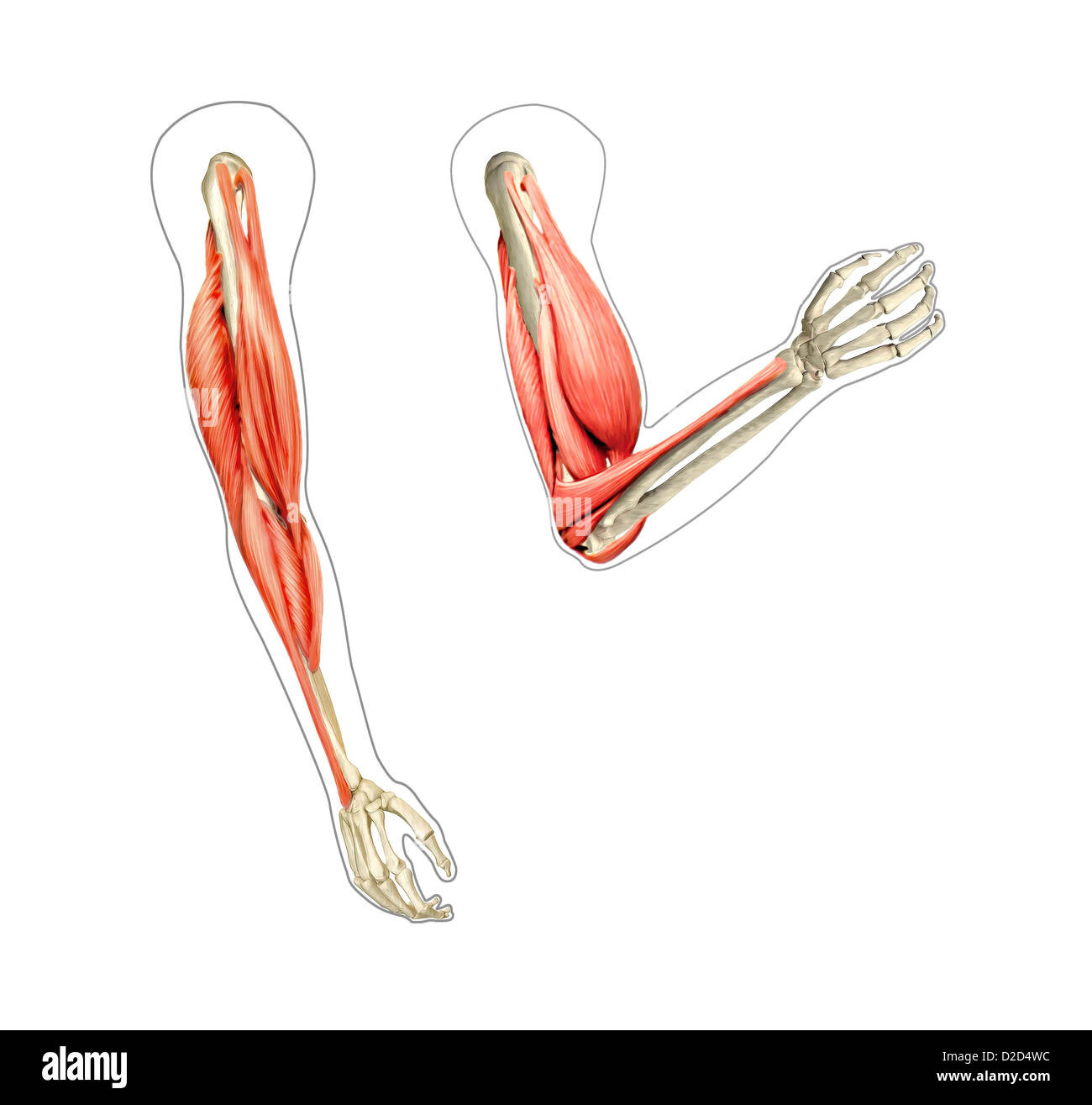 Arm-Muskulatur Computer Kunstwerk zeigt die Muskeln des Arms während ...