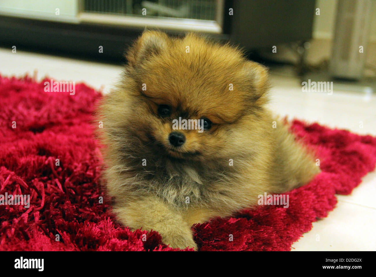 Zwergspitz 2 monate -Fotos und -Bildmaterial in hoher Auflösung – Alamy