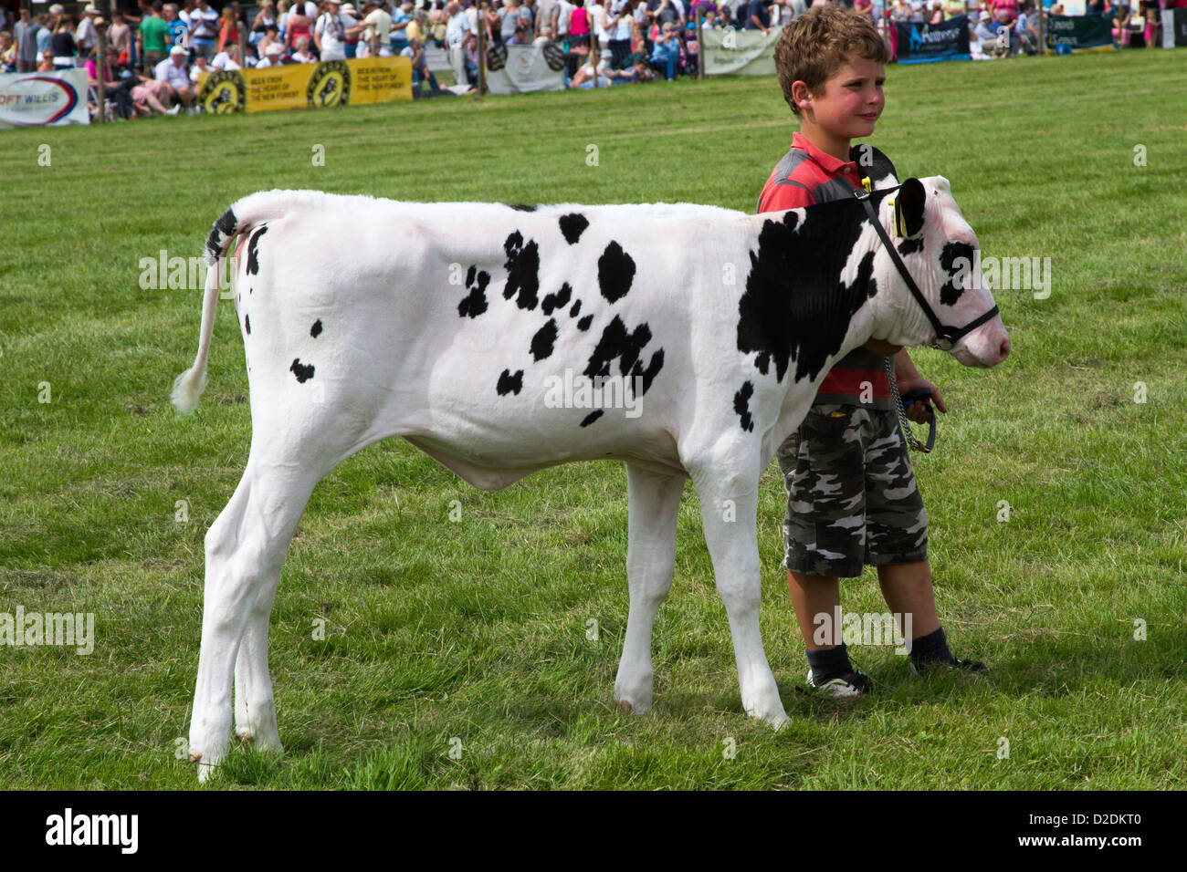 Holstein calf -Fotos und -Bildmaterial in hoher Auflösung – Alamy
