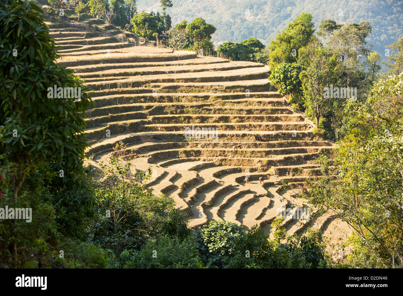 Himalayas nepal soil terracing -Fotos und -Bildmaterial in hoher ...