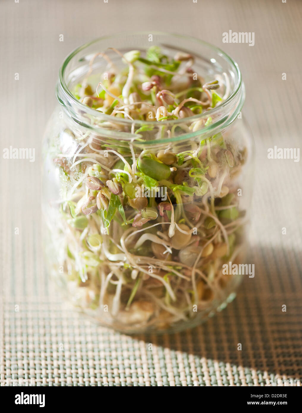Soya bean sprout -Fotos und -Bildmaterial in hoher Auflösung – Alamy