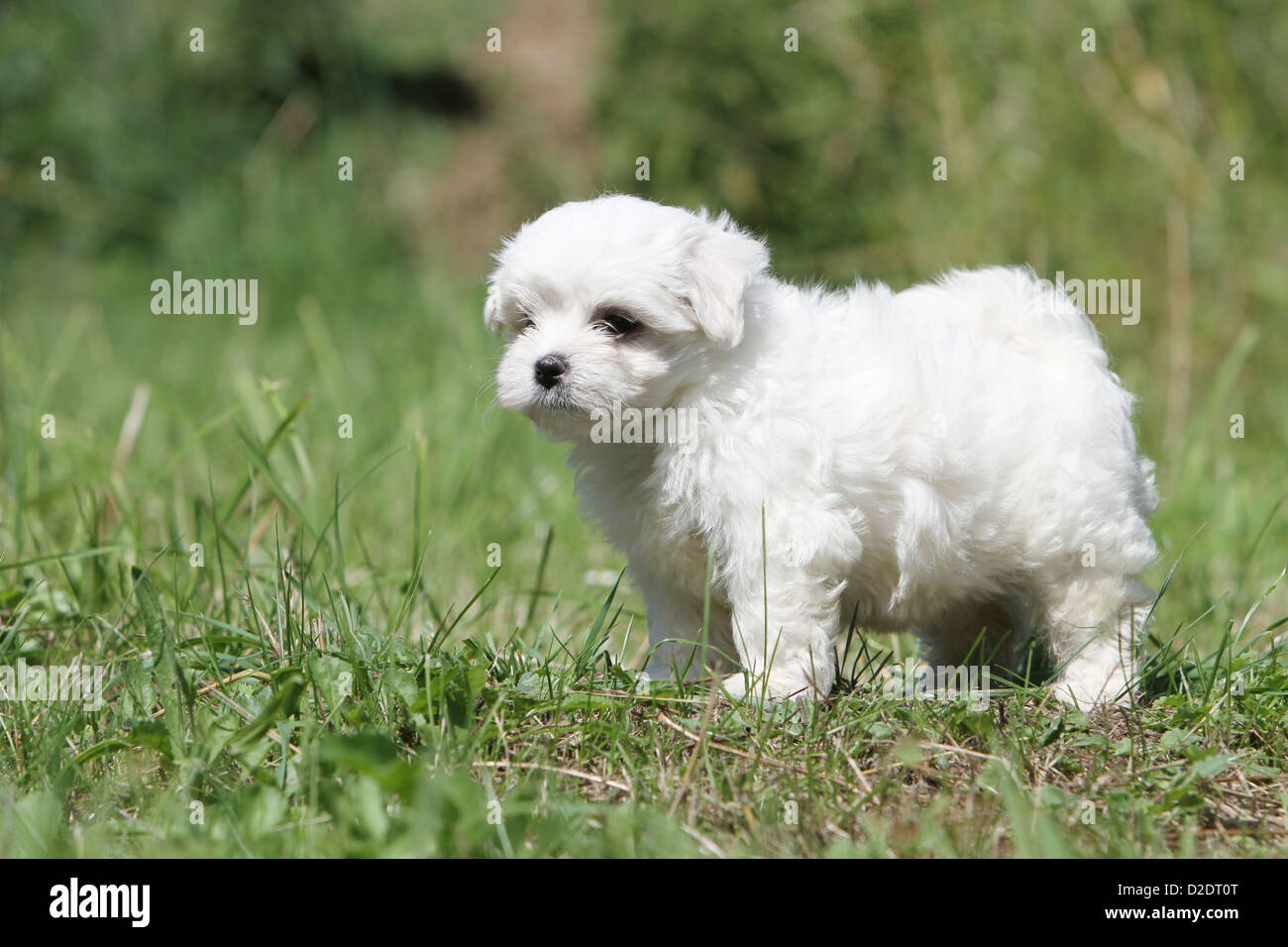 Welpen profil -Fotos und -Bildmaterial in hoher Auflösung – Alamy