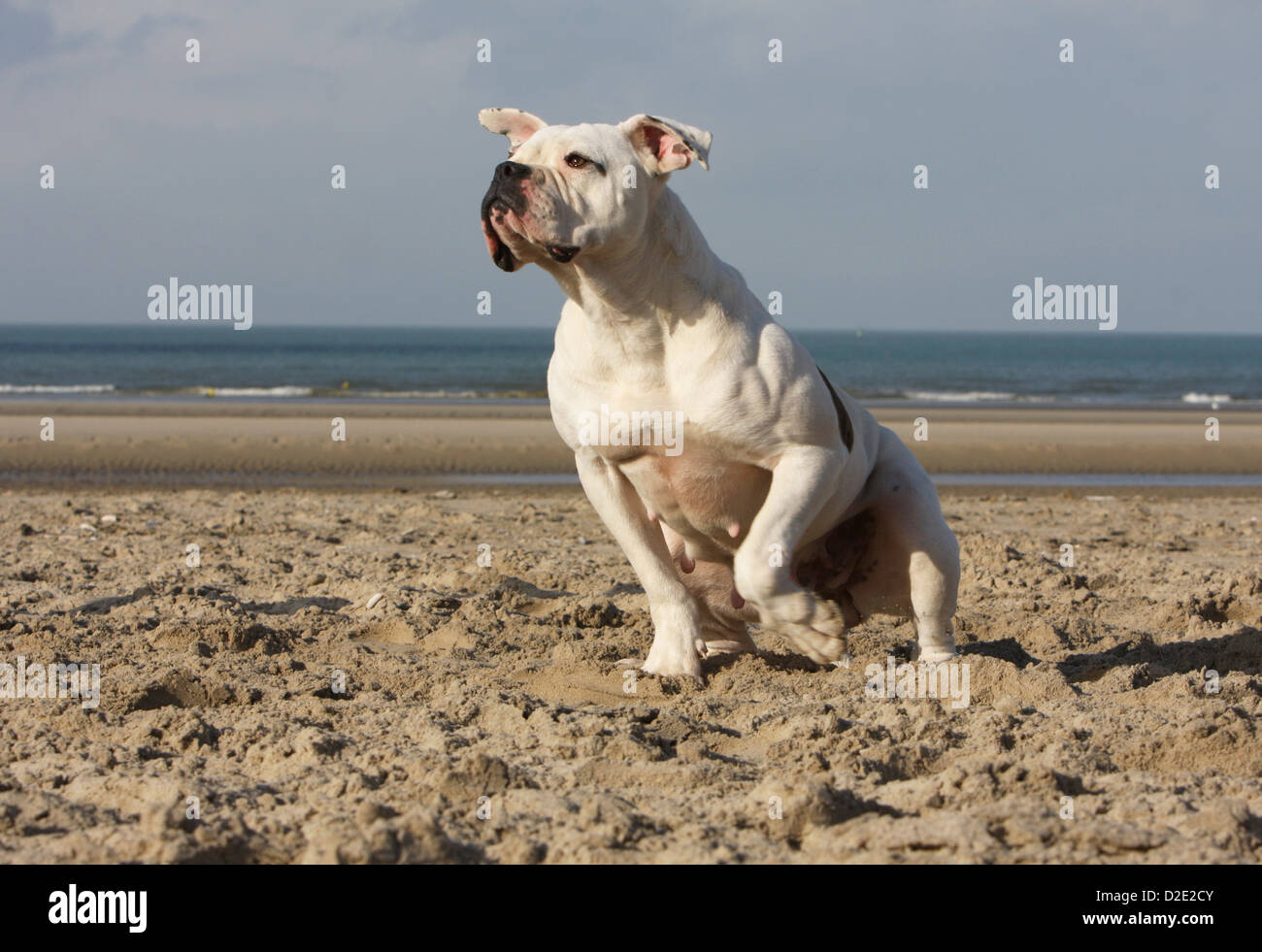 American Bulldog Hund / Bully Erwachsenen sitzen auf der Strand-Pfote ...