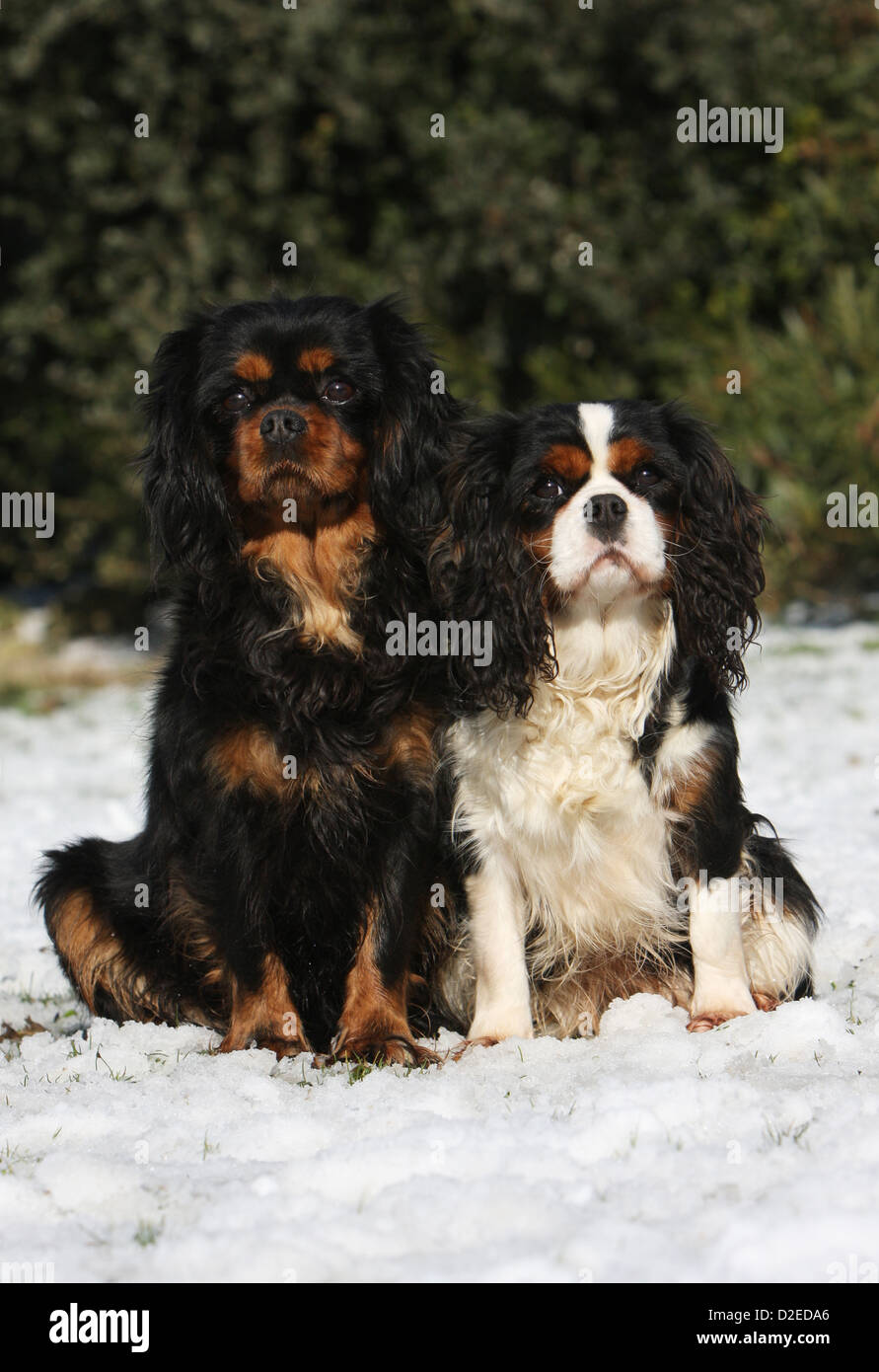 Paar cavalier king charles spaniels -Fotos und -Bildmaterial in hoher ...