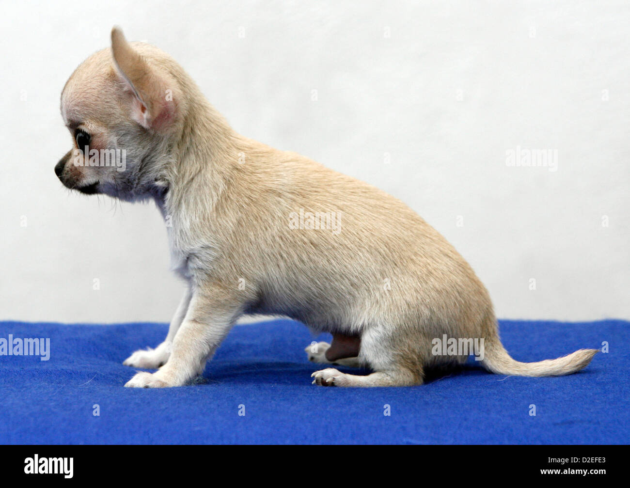Chiwawa Puppy Stockfotos und -bilder Kaufen - Alamy
