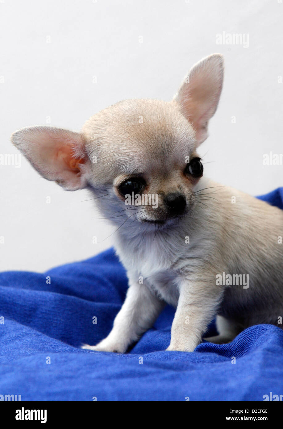 Baby chiwawa welpe, der auf blauer wolldecke sitzt -Fotos und ...