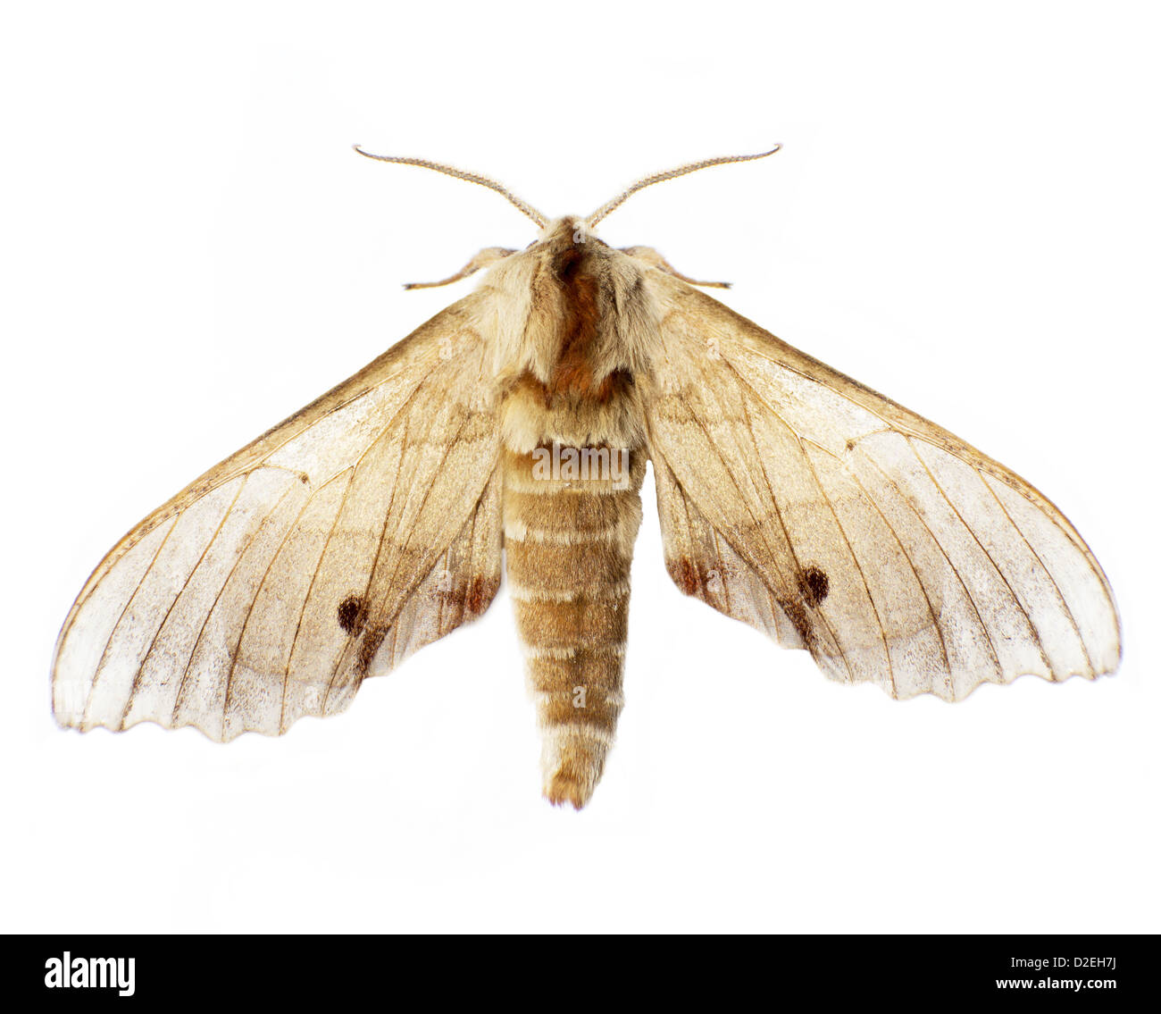 Wanzen und motten -Fotos und -Bildmaterial in hoher Auflösung – Alamy