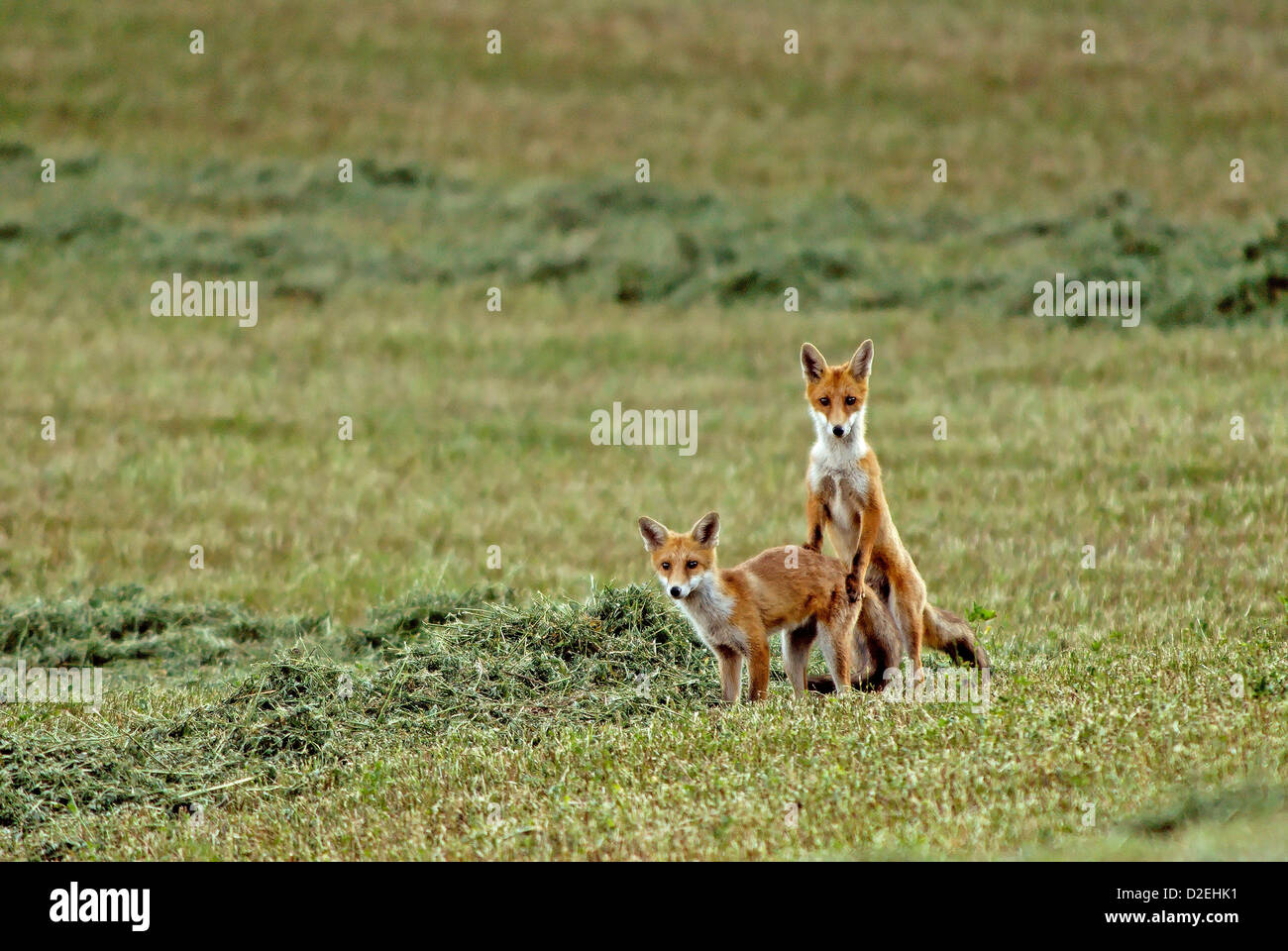 Fuchs paarung -Fotos und -Bildmaterial in hoher Auflösung – Alamy