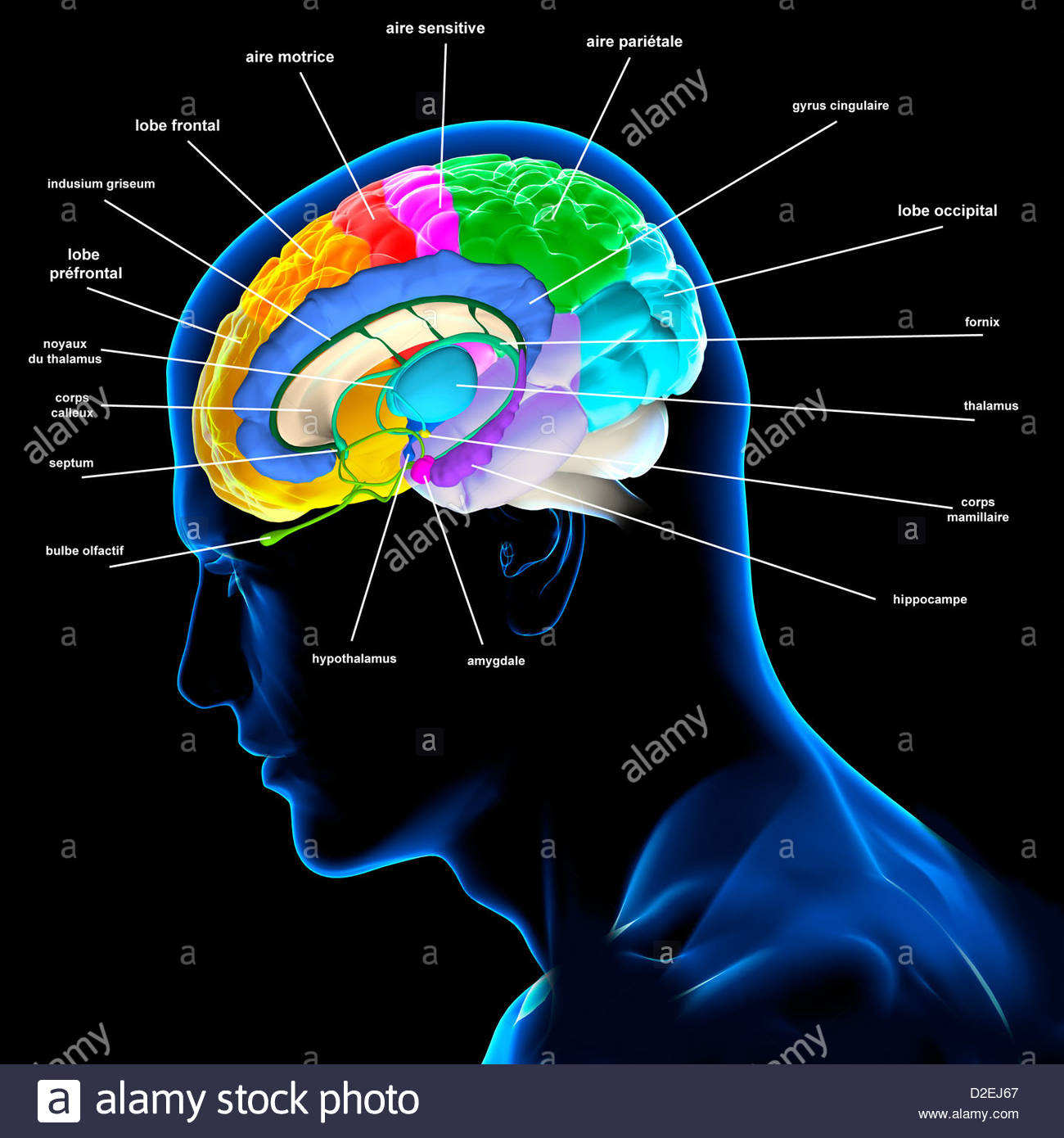 Motorischer Cortex Stockfotos & Motorischer Cortex Bilder - Alamy