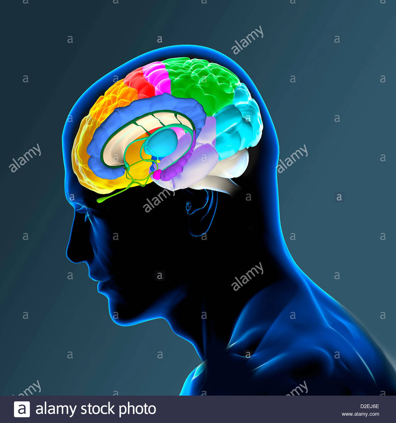 Motorischer Cortex Stockfotos & Motorischer Cortex Bilder - Alamy