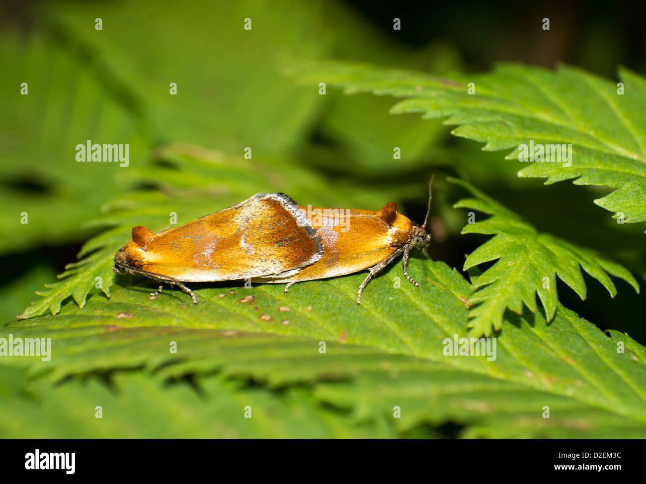 Wanzen und motten -Fotos und -Bildmaterial in hoher Auflösung – Alamy