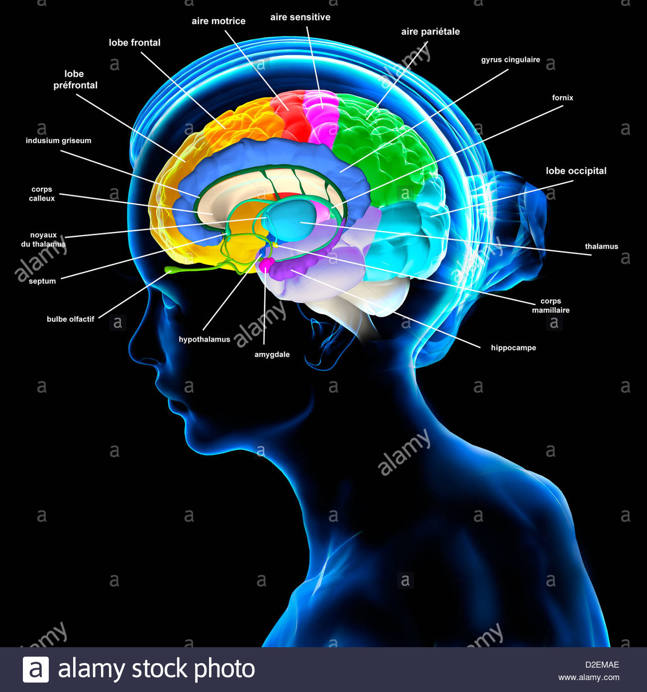 Motorischer Cortex Stockfotos & Motorischer Cortex Bilder - Alamy