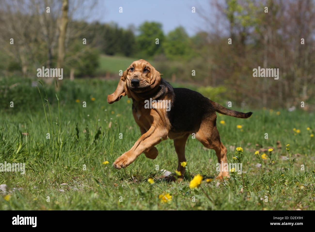 Hund Bluthund / Chien de Saint-Hubert Welpen laufen auf einer Wiese ...