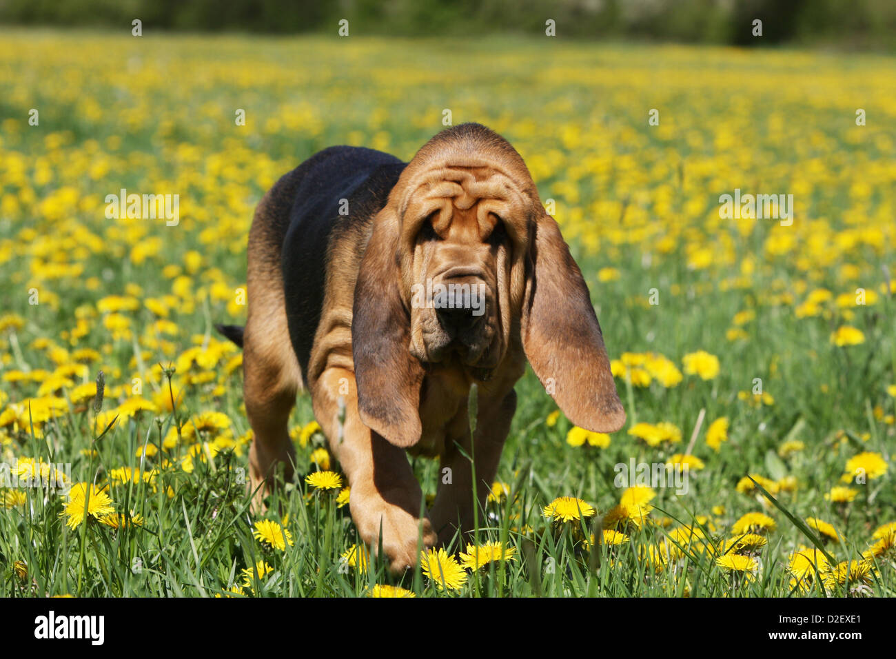 Young bloodhound st hubert hound -Fotos und -Bildmaterial in hoher ...